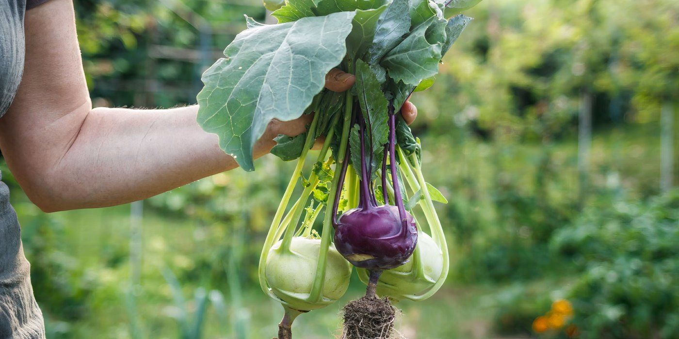 8 Root Vegetables with Leaves You’ll Love to Eat