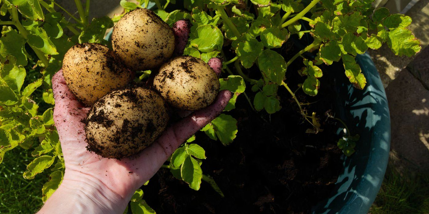 7 Self-Fertilizing Plants That Thrive Without Pollinators