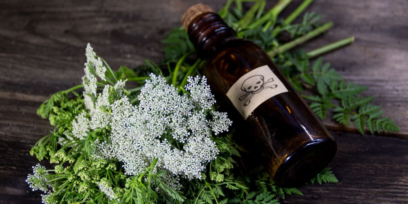 The Deadly Dangers in England's Famous Poison Garden