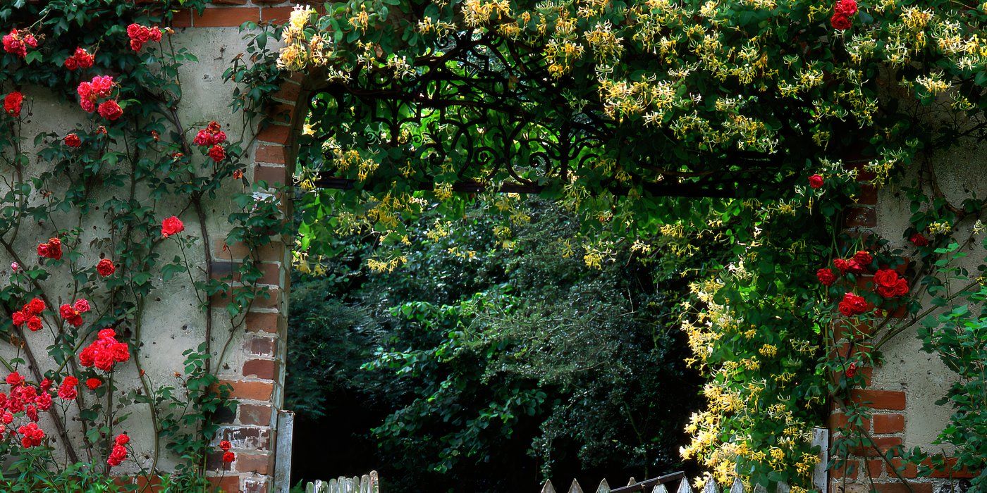 Create a Living Arch Covered With 5 Vining Plants