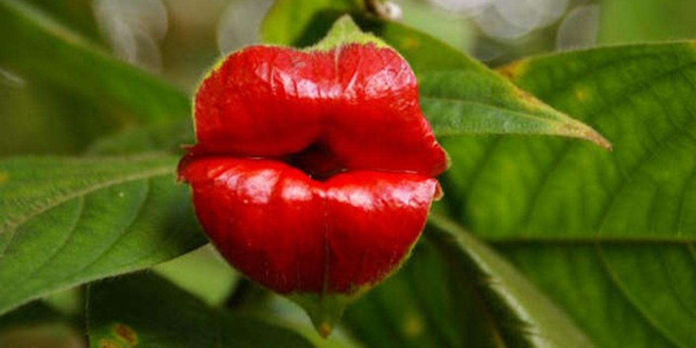 Bizarre Blooms: 10 Weirdest Flower Names You Won't Believe