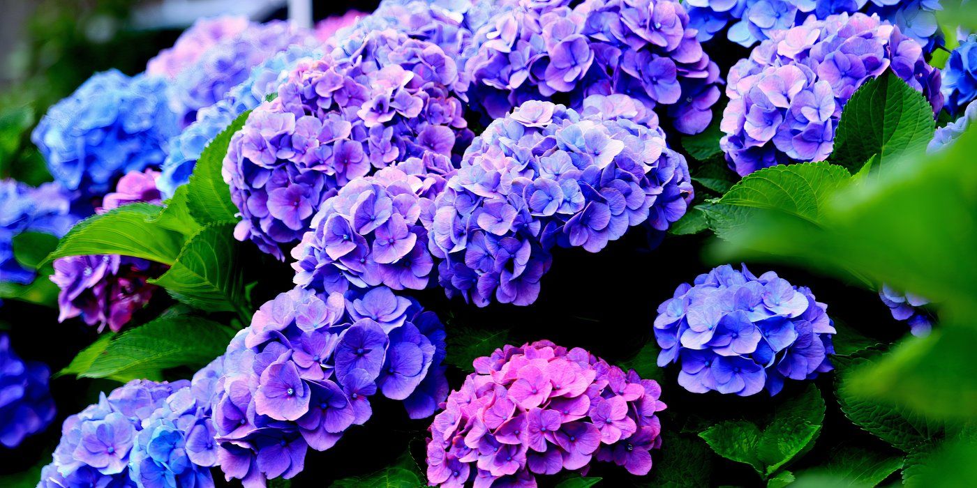 Hydrangea Mastery: From Planting to Bloom