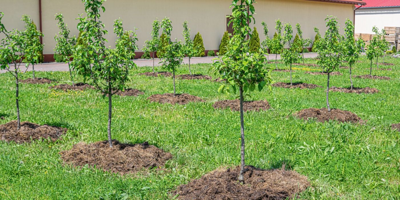 How to Plant and Care for an Olympic-Themed Forest