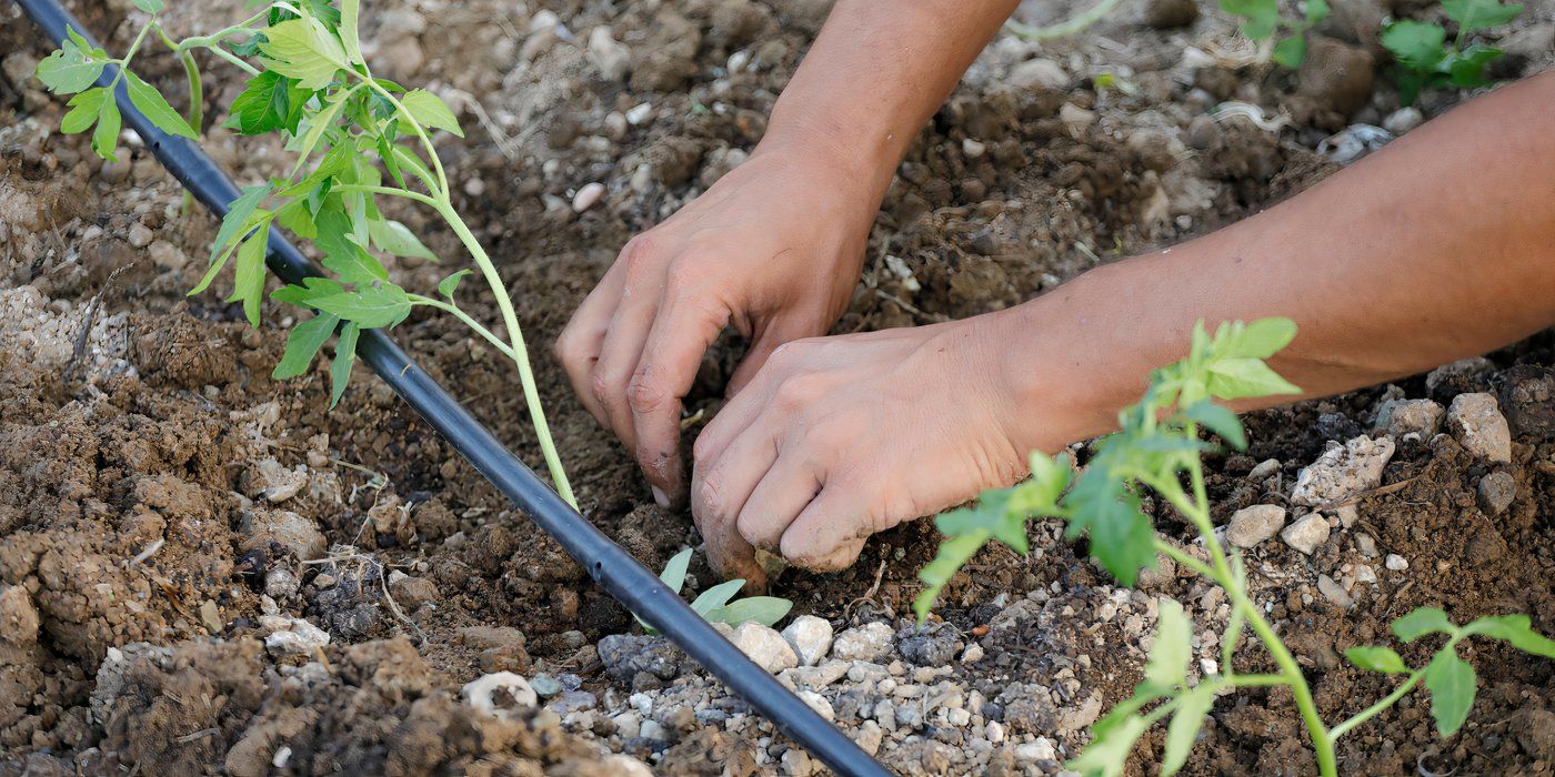 Master the Art of DIY Drip Irrigation in 6 Easy Steps