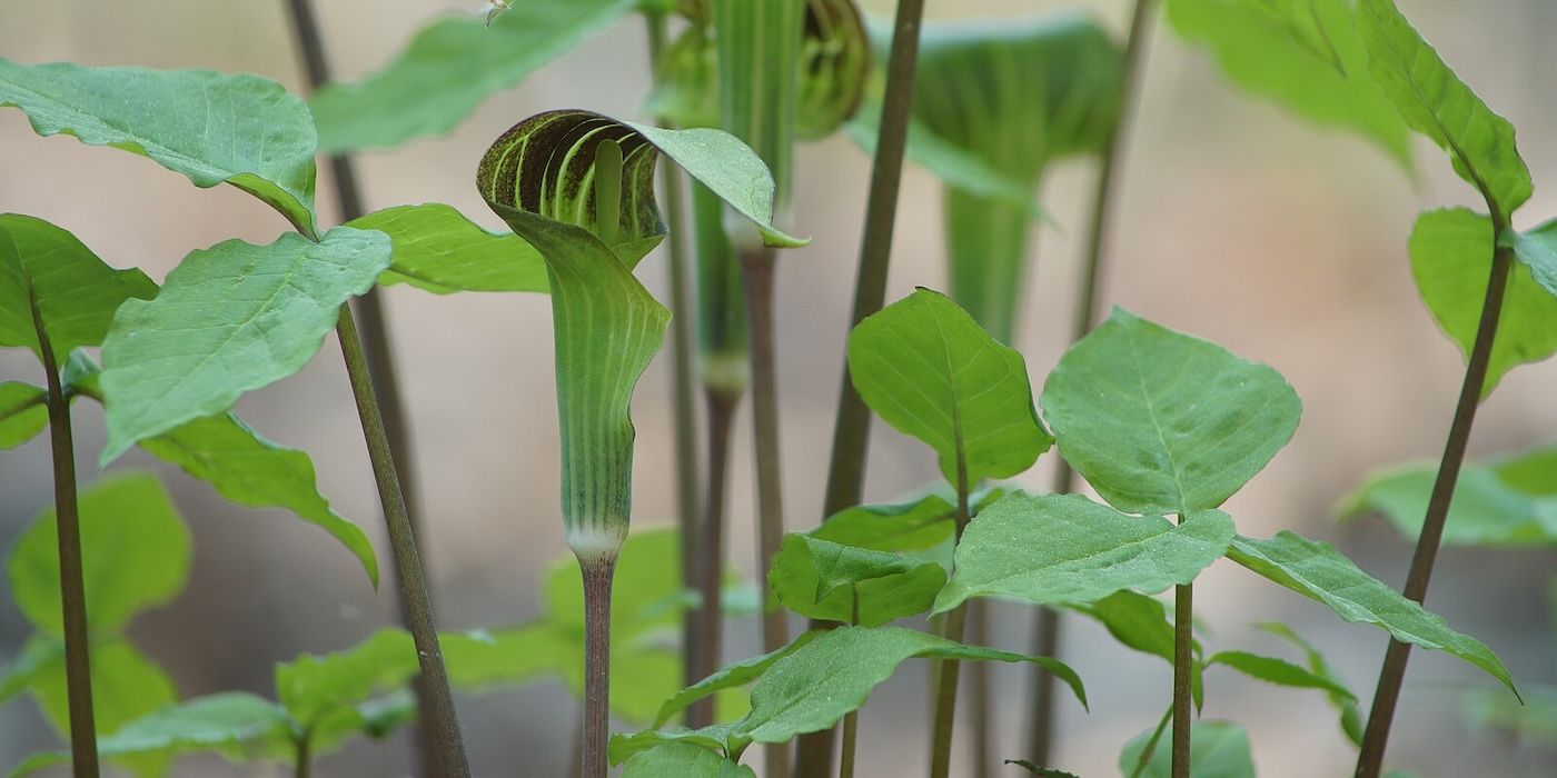 Get On Trend with These 6 Lime Green Plants for Your Garden