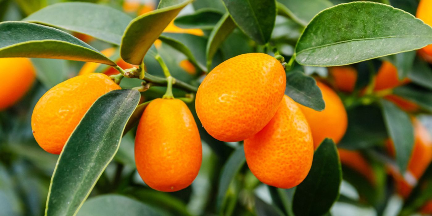 6 Cool Plants to See at California's Underground Gardens