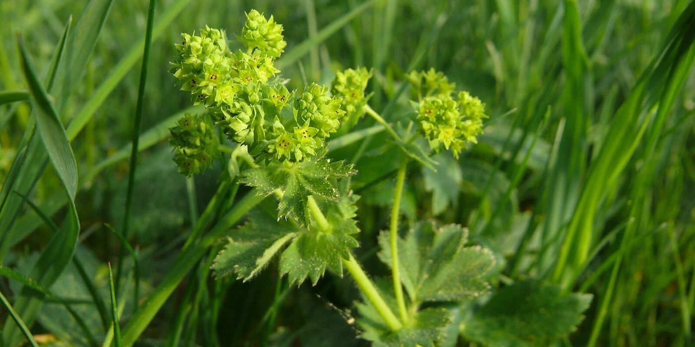 Get On Trend with These 6 Lime Green Plants for Your Garden