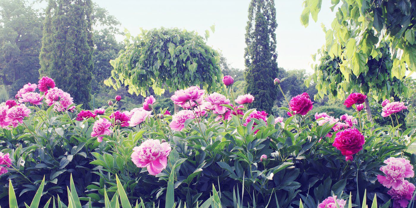 Flowers and Romance: A Love Story With 1,000 Peony Flowers