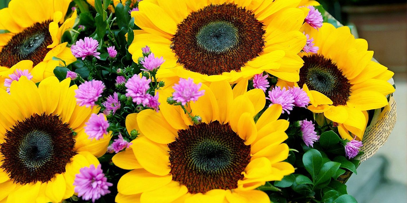 Fill Your Garden With Sun Loving July Flowers