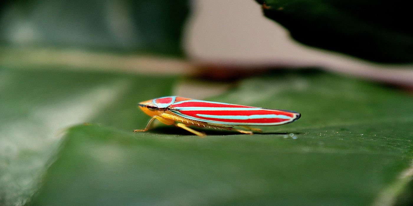 How to Identify and Control Leafhoppers in Your Garden