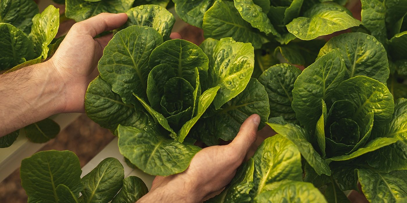 Which Vegetables Should You Plant in July?