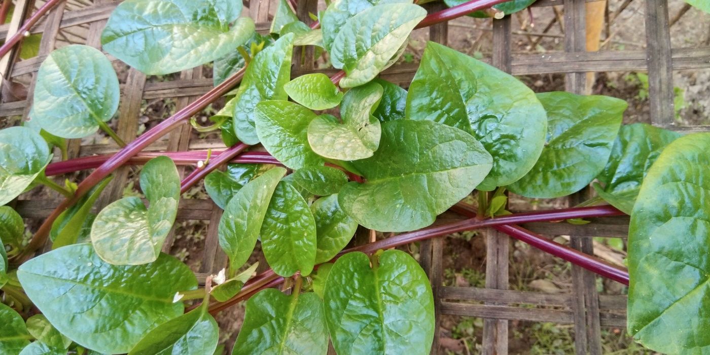 7 Climbing Vegetables for Limited Space Gardens