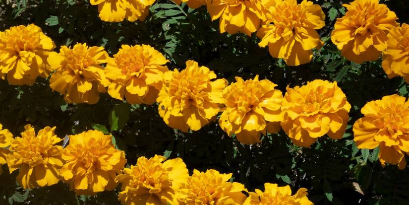 Spring Nail Colors Inspired by Your Garden Blooms