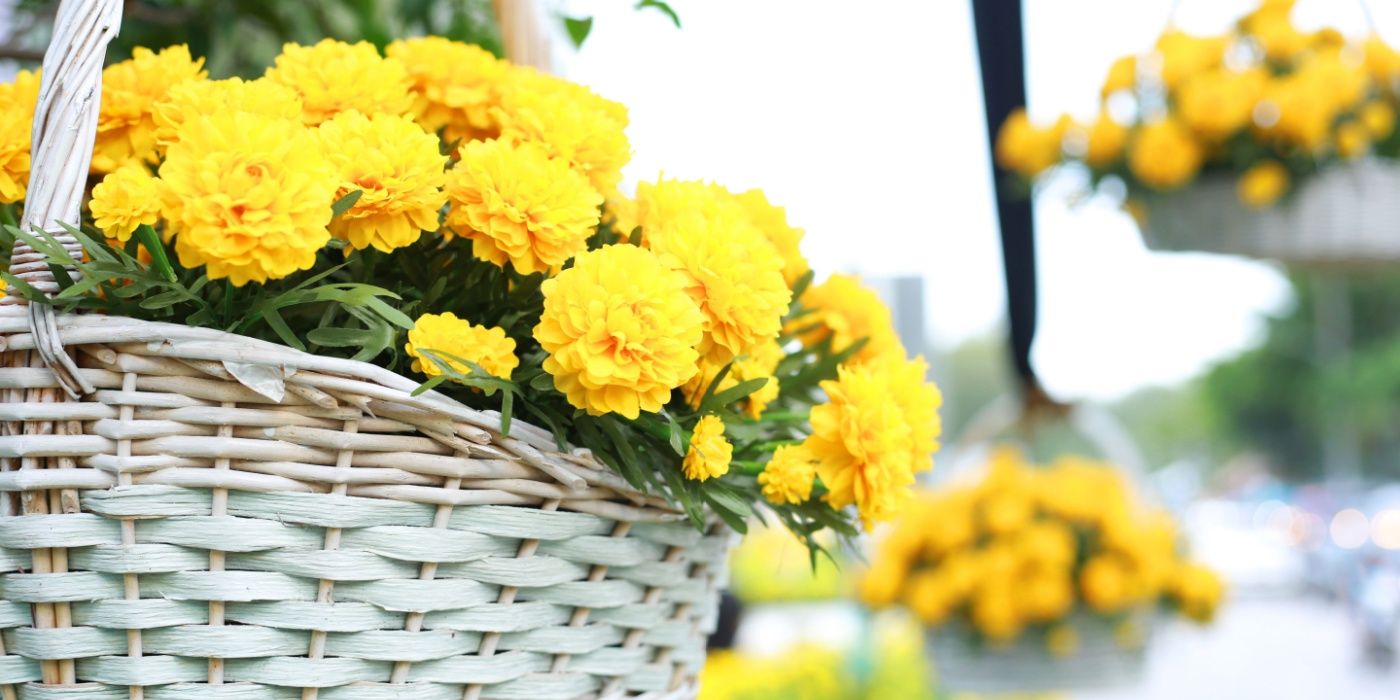 6 Plants to Grow in Hanging Baskets in Summer