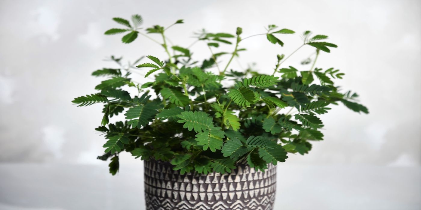 Introducing the Fascinating Mimosa Pudica