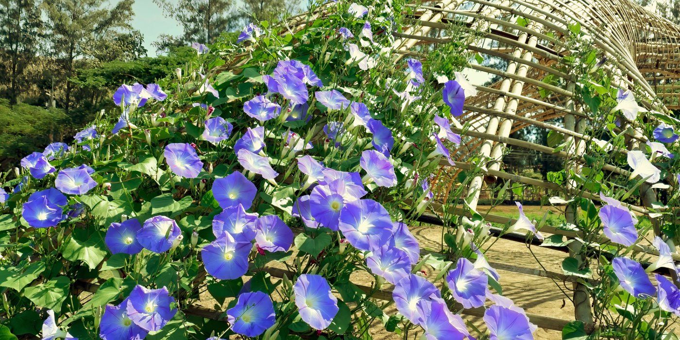 8 Flowers That Grow Fast for Those Who Can't Wait