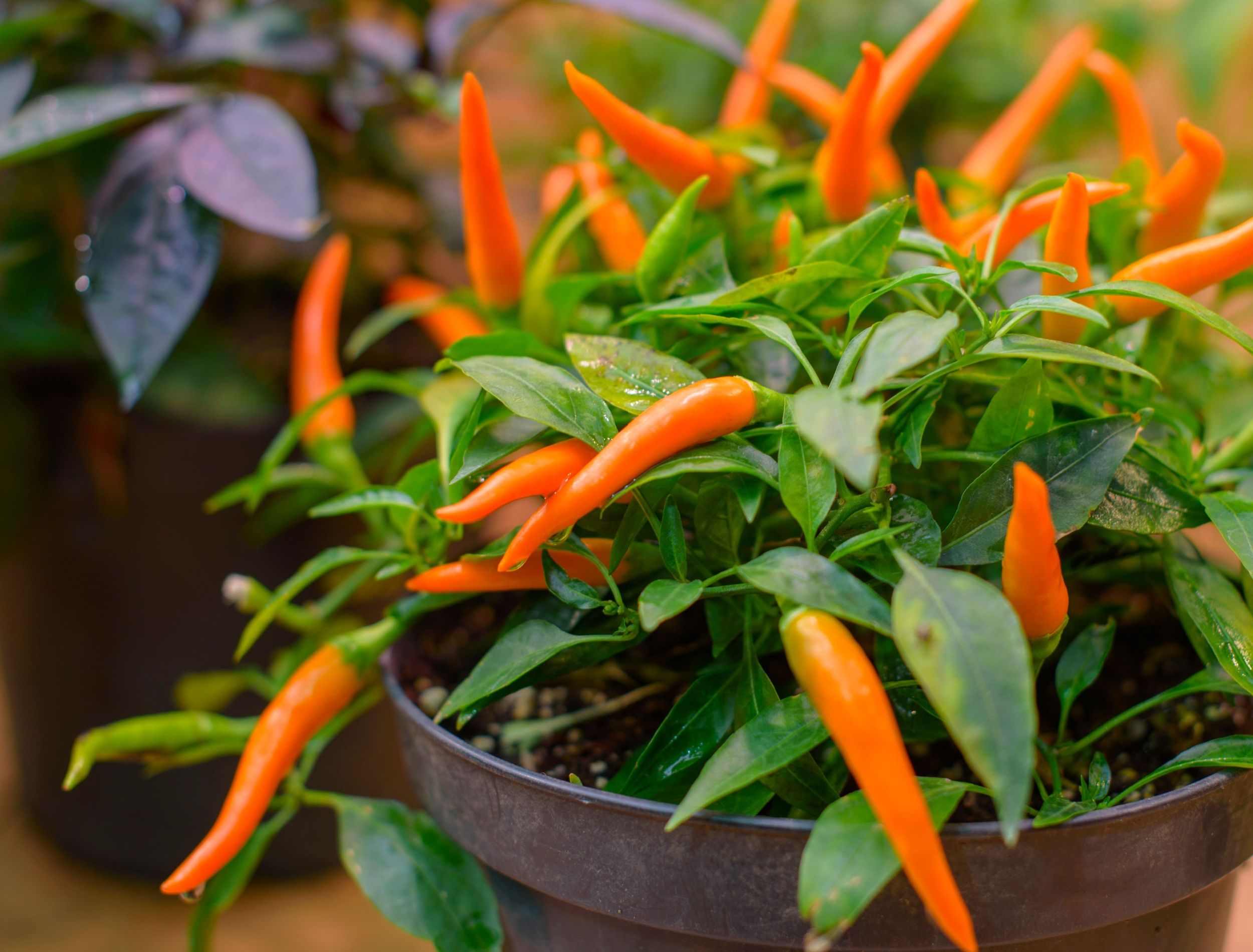 Gardening | BackyardBoss