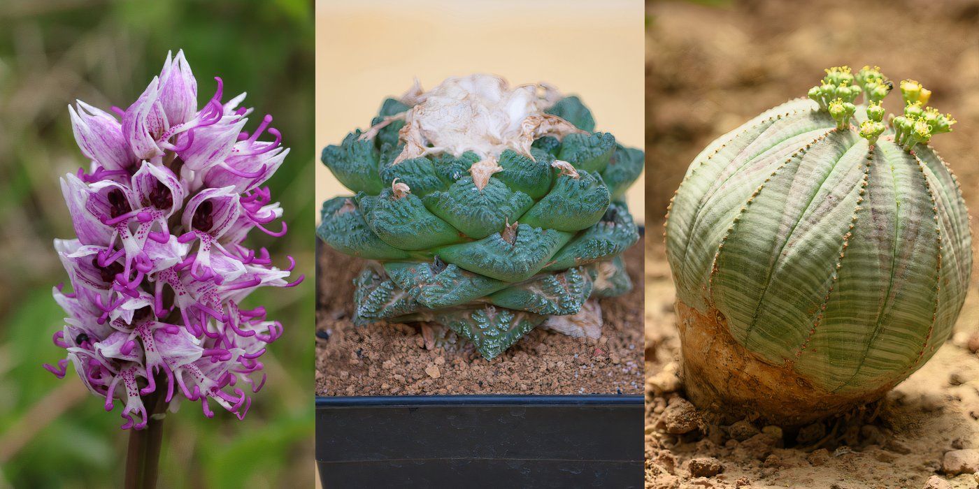 How the Plant Trade is Disrupting Ecosystems on a Global Scale