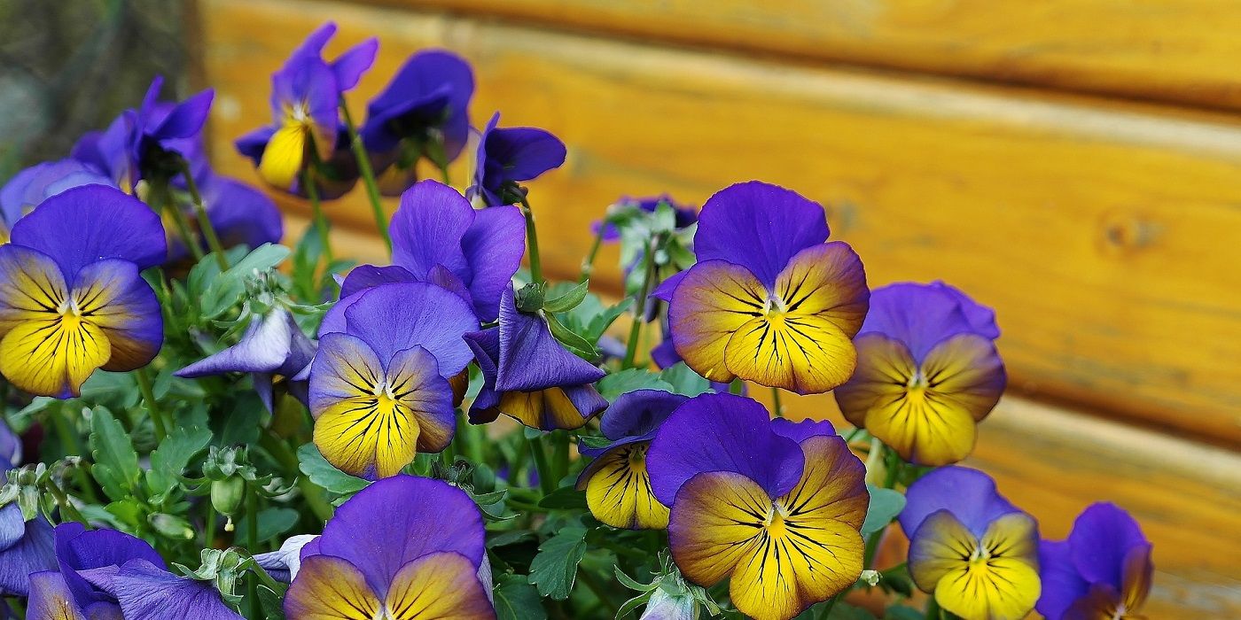 Transform Your Winter Garden with Hardy, Fast-Growing Plants