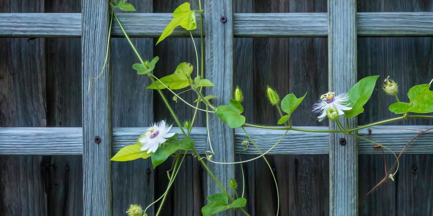 Create a Living Arch Covered With 5 Vining Plants
