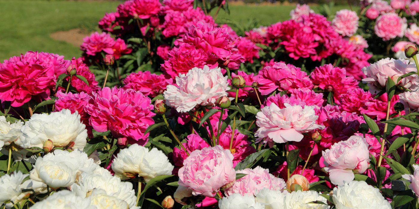 Flowers and Romance: A Love Story With 1,000 Peony Flowers