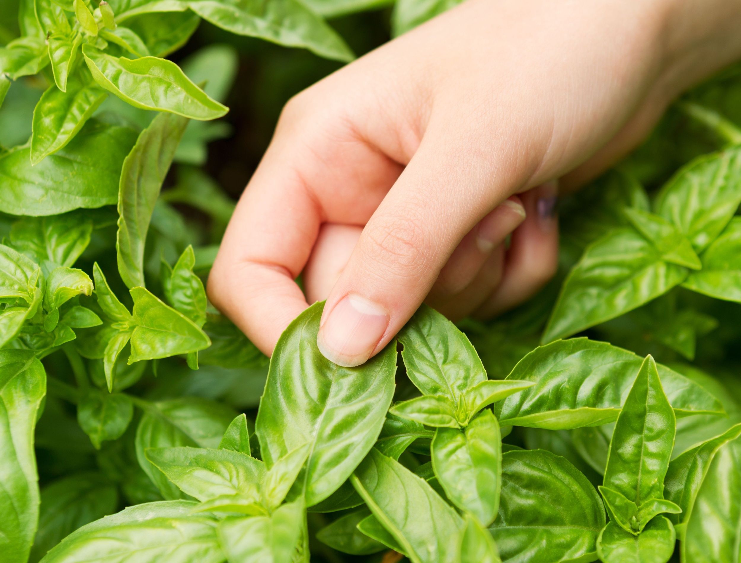 Summer Garden Maintenance: How to Pinch Herbs for Fuller Growth