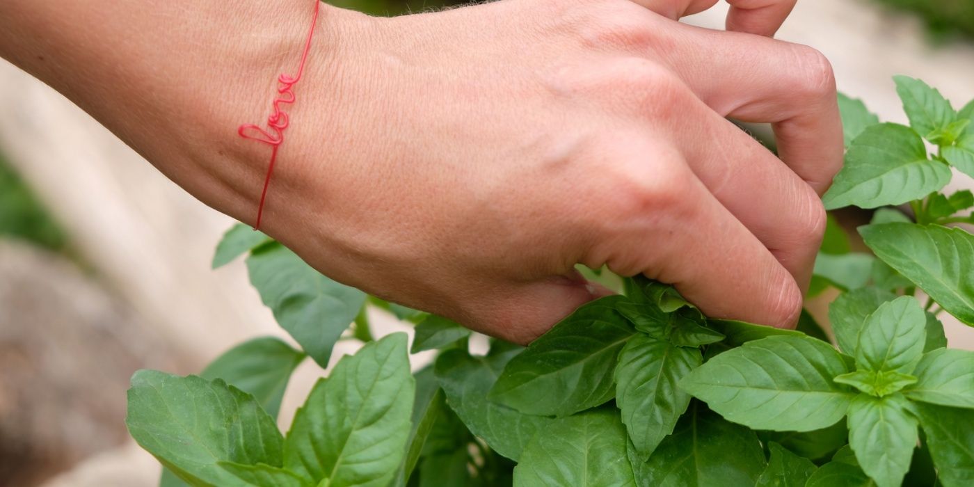 Summer Garden Maintenance: How to Pinch Herbs for Fuller Growth