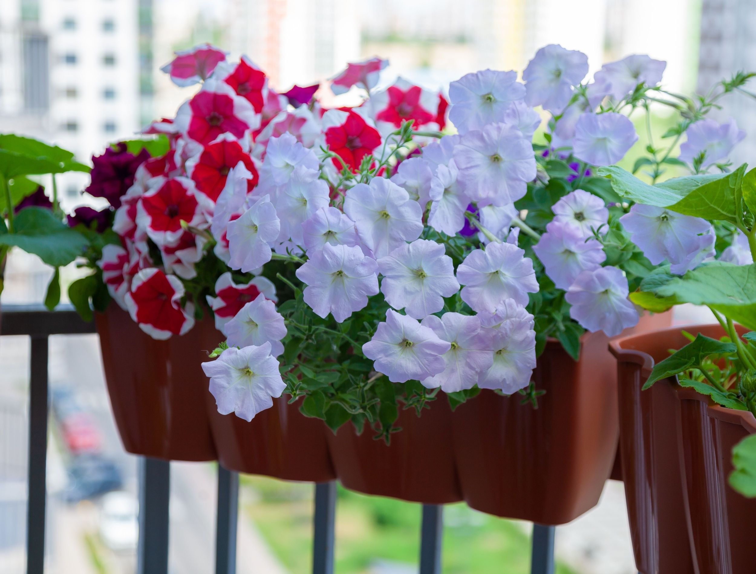 How To Properly Plant Trees and Shrubs