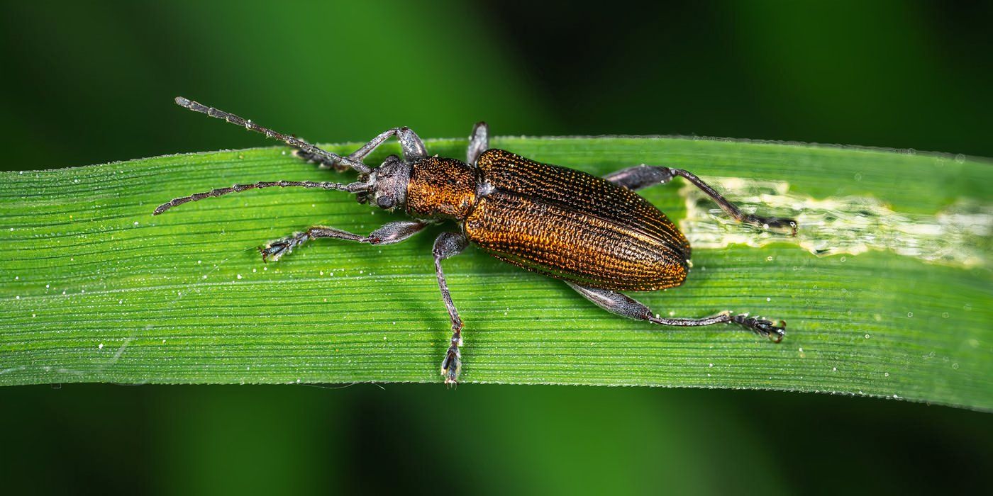 Combating Summer Beetles: Protecting Your Garden from Pests