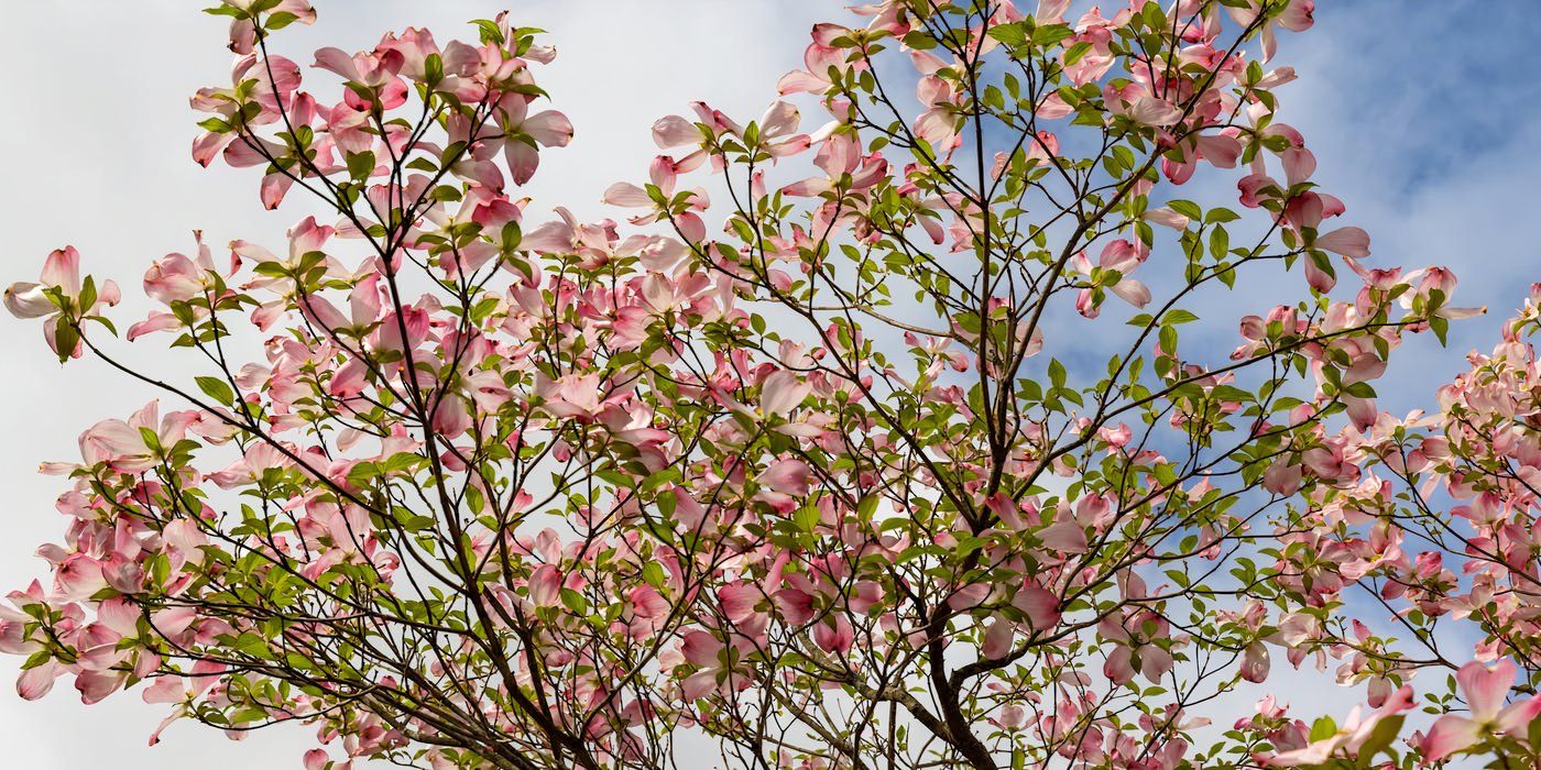 7 Stunning Plants to Create Eye-Catching Garden Focal Points