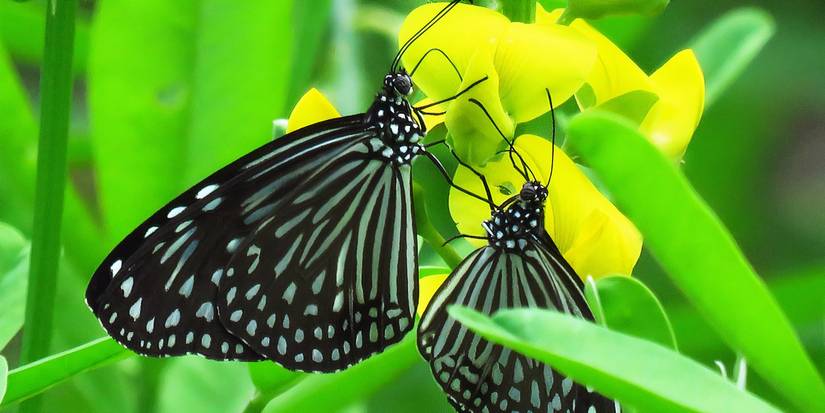 Butterflies Are Disappearing: Causes, Impact, and How to Help