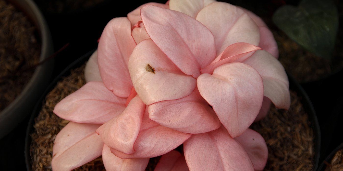 The Scandalous Pink Congo Philodendron