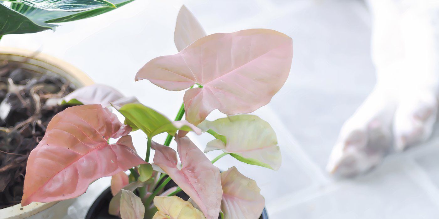 The Scandalous Pink Congo Philodendron