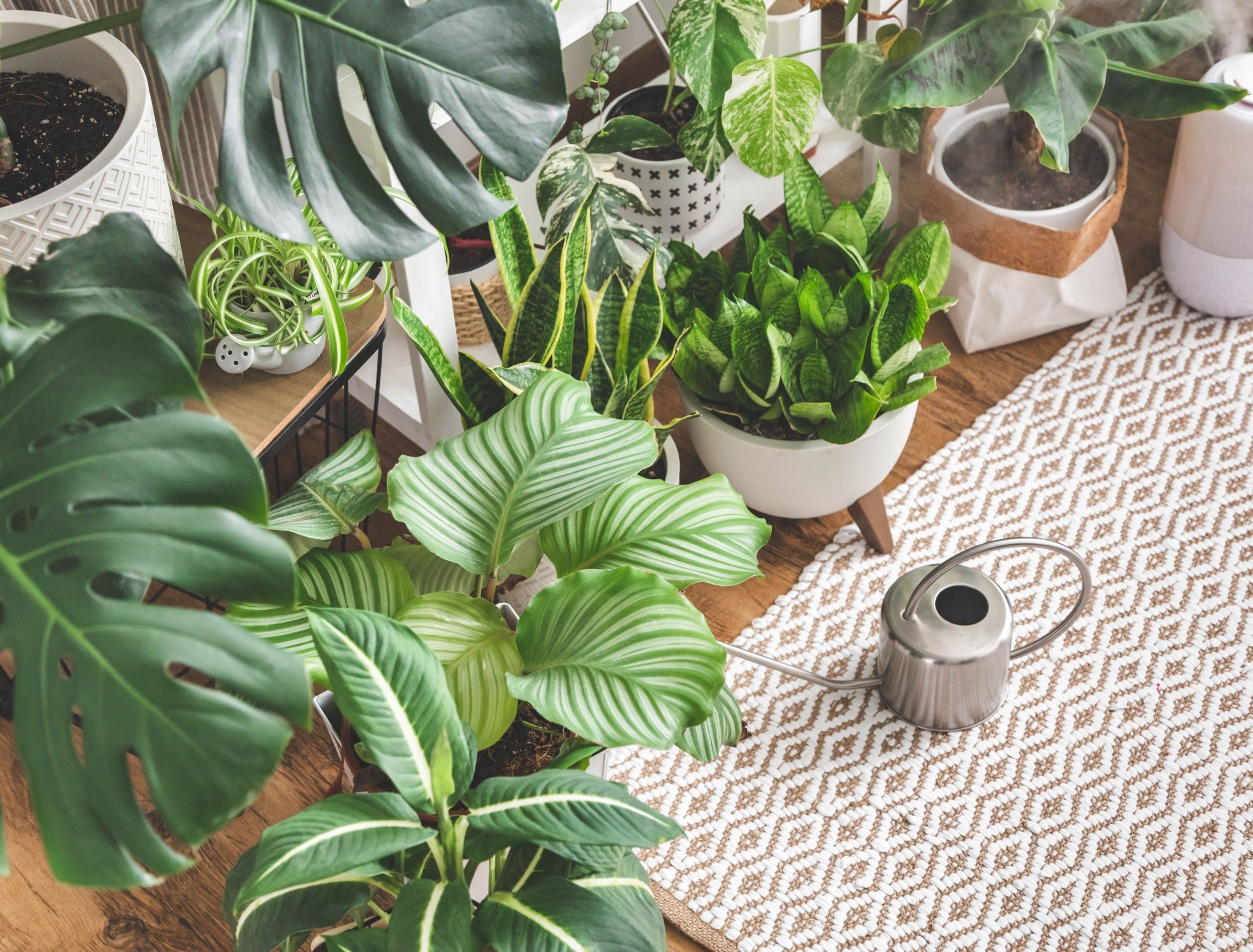 Why You Should Add Coffee Grounds to Your Hydrangeas