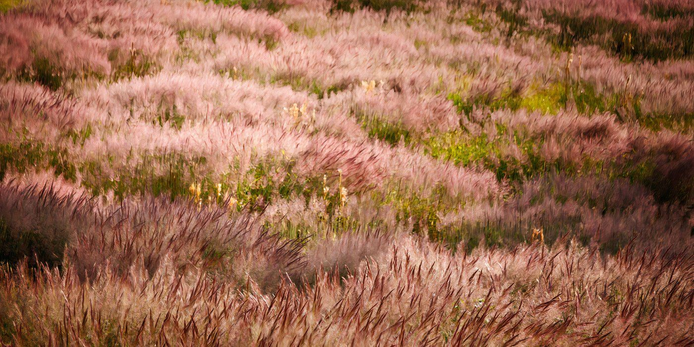 Use 6 Grass Types to Create Colorful Focal Points in the Landscape