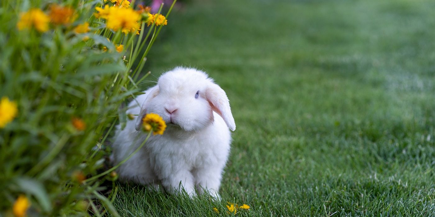 Use Baking Soda For These Pests