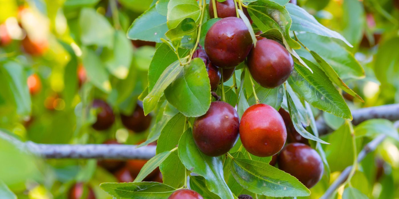 6 Cool Plants to See at California's Underground Gardens