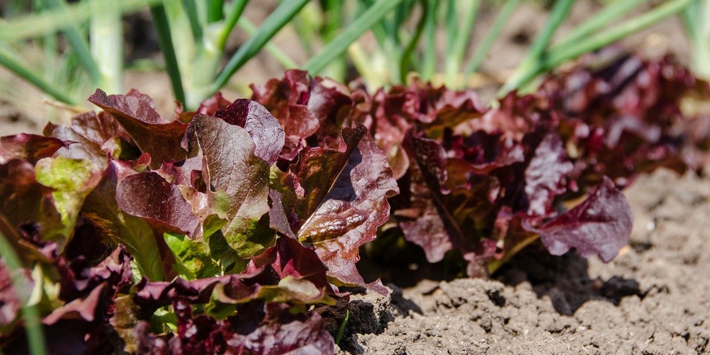 5 Heat Tolerant Lettuce Varieties to Grow in Summer