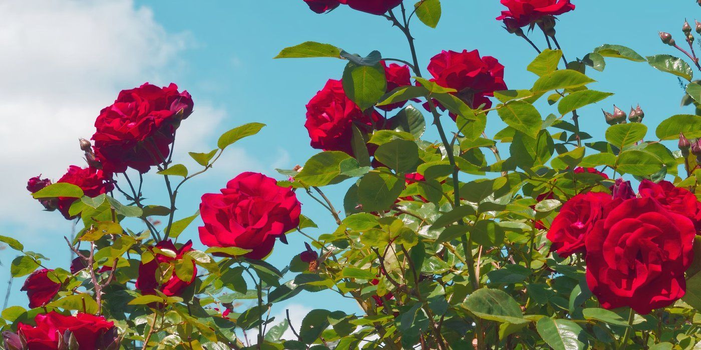 Discovering the Charm of Thornless Roses
