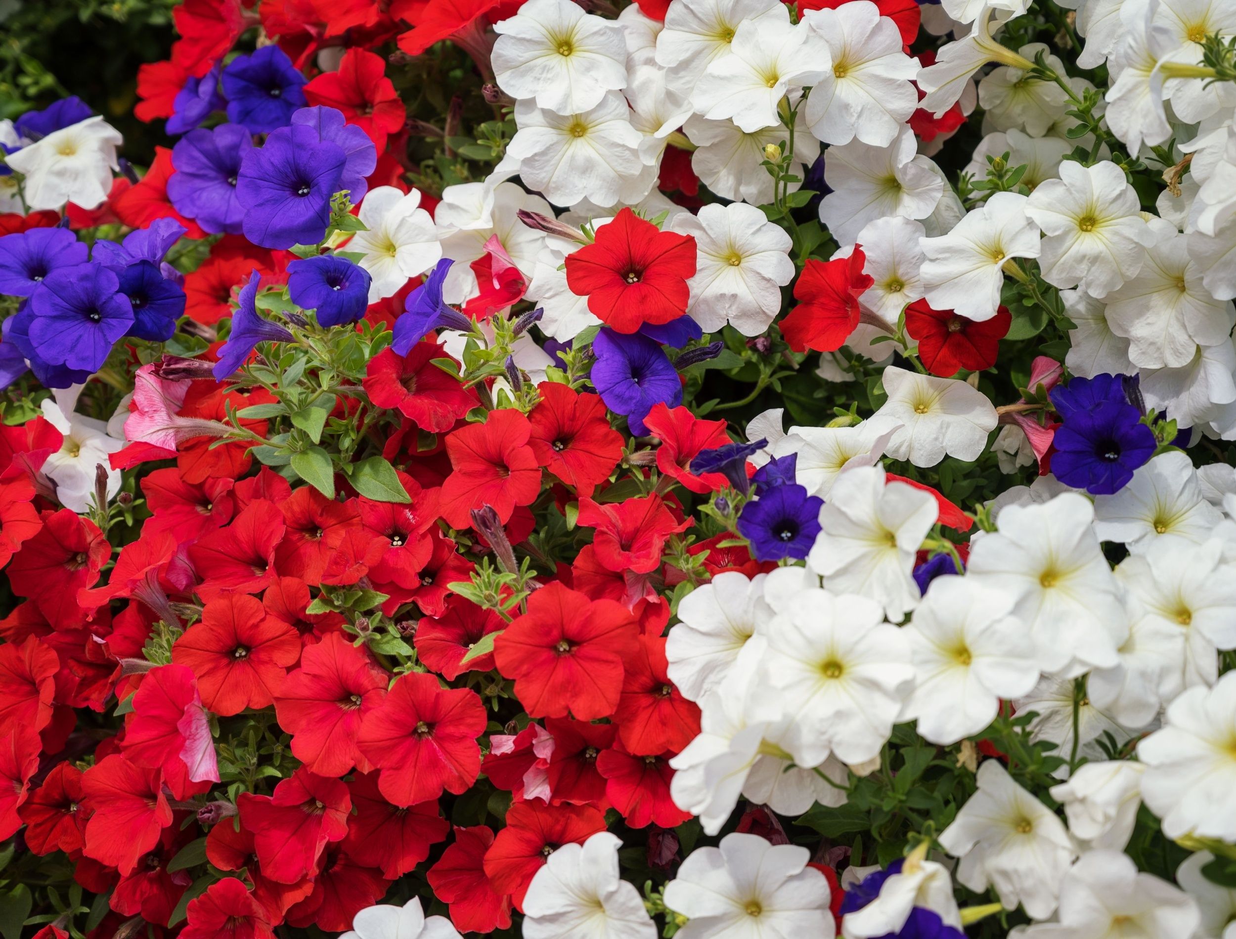 Patriotic Blooms: 6 Flowers to Celebrate the 4th of July