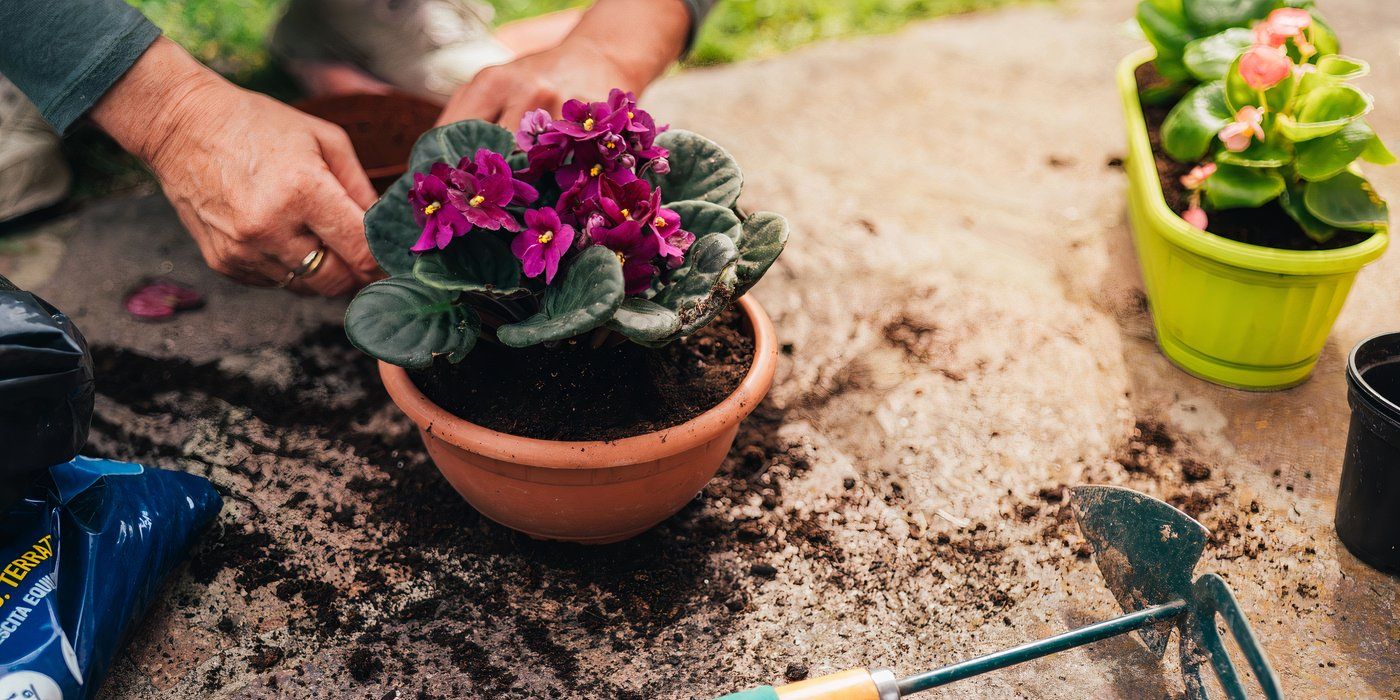 Learn About the Most Popular Indoor Plants: The African Violet
