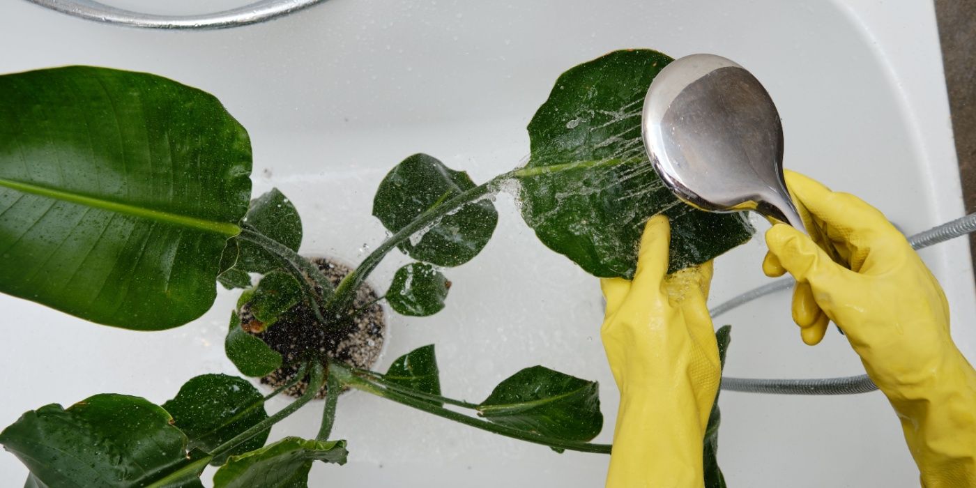 Pro-Level Houseplant Cleaning: A Complete Guide