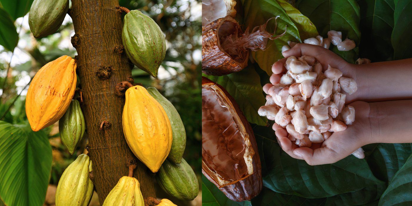 Grow Cocoa Beans: Set Your Home Garden up for Success