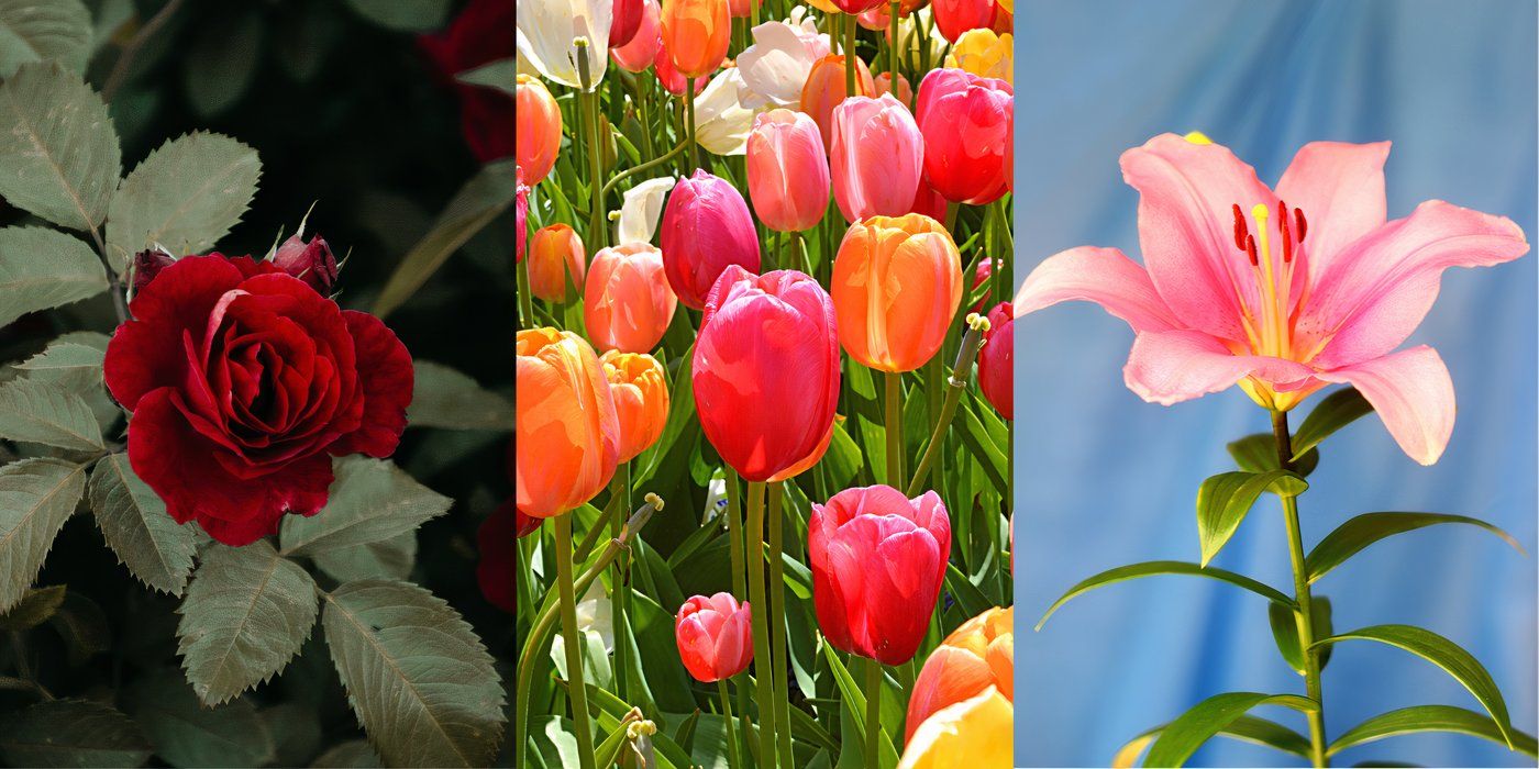 Flowers and Their Meanings: Take a Peek at Flower Symbolism