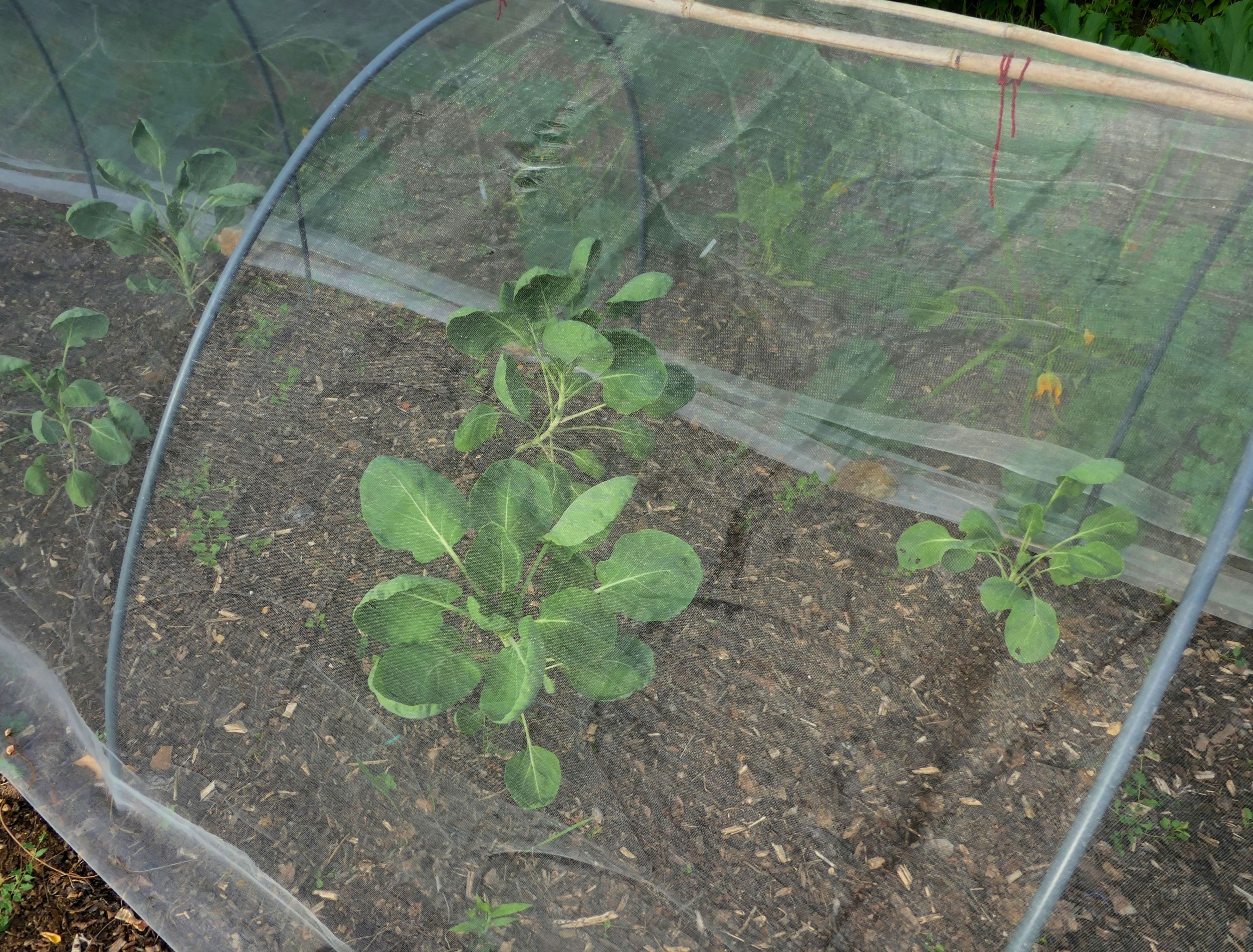 7 Proven Methods to Extend Your Garden Harvest into the Late Summer