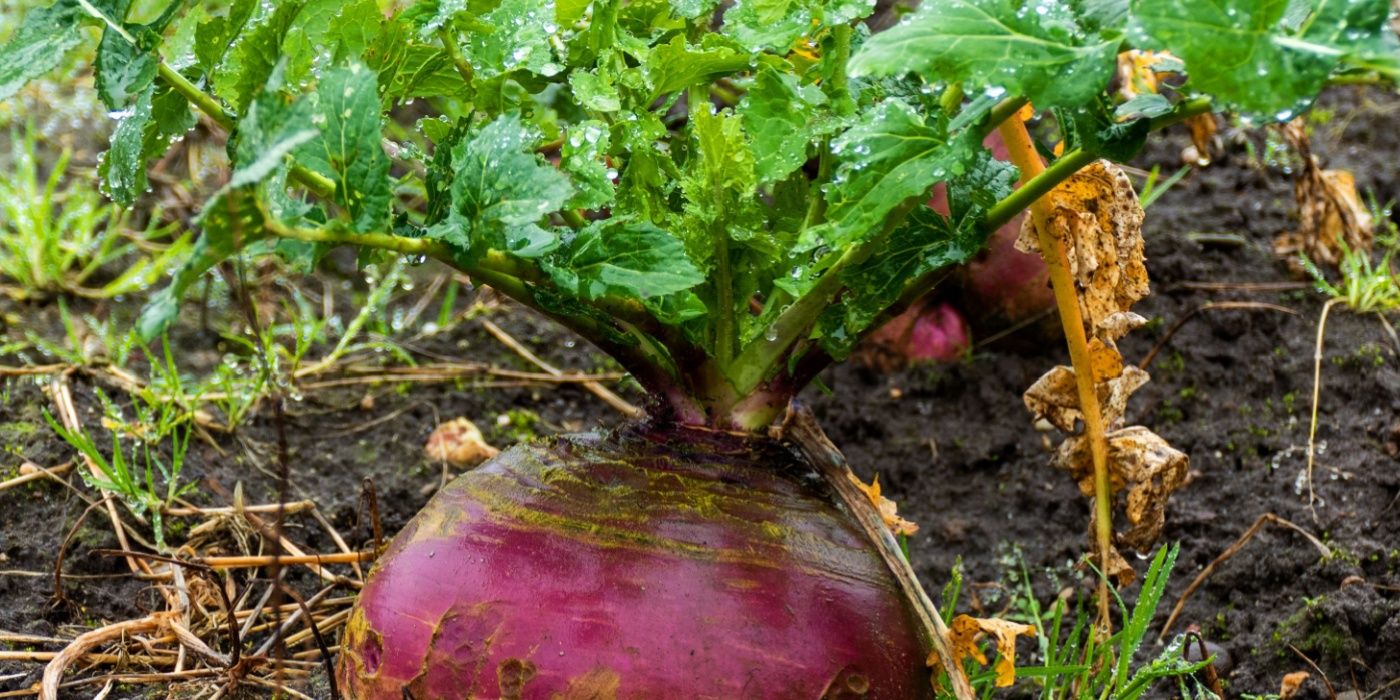 8 Root Vegetables with Leaves You’ll Love to Eat