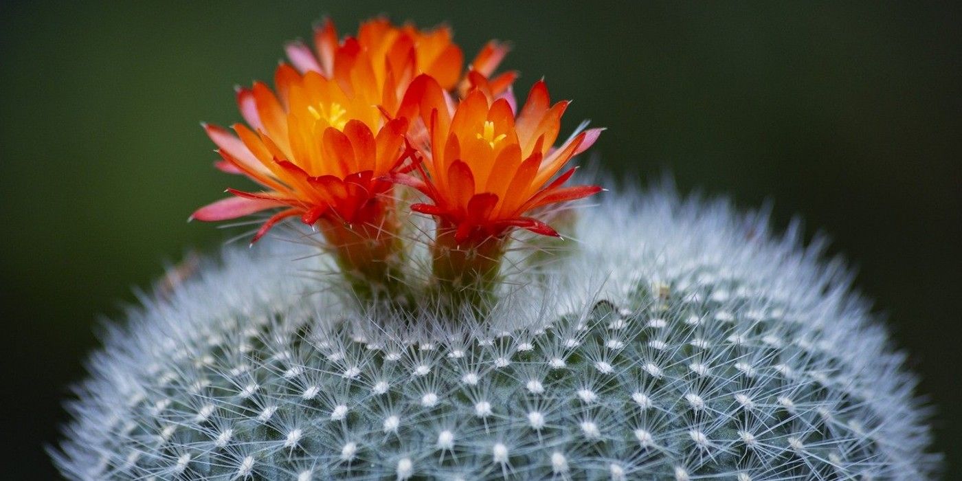 5 Types of Colorful Cacti to Add to Your Garden