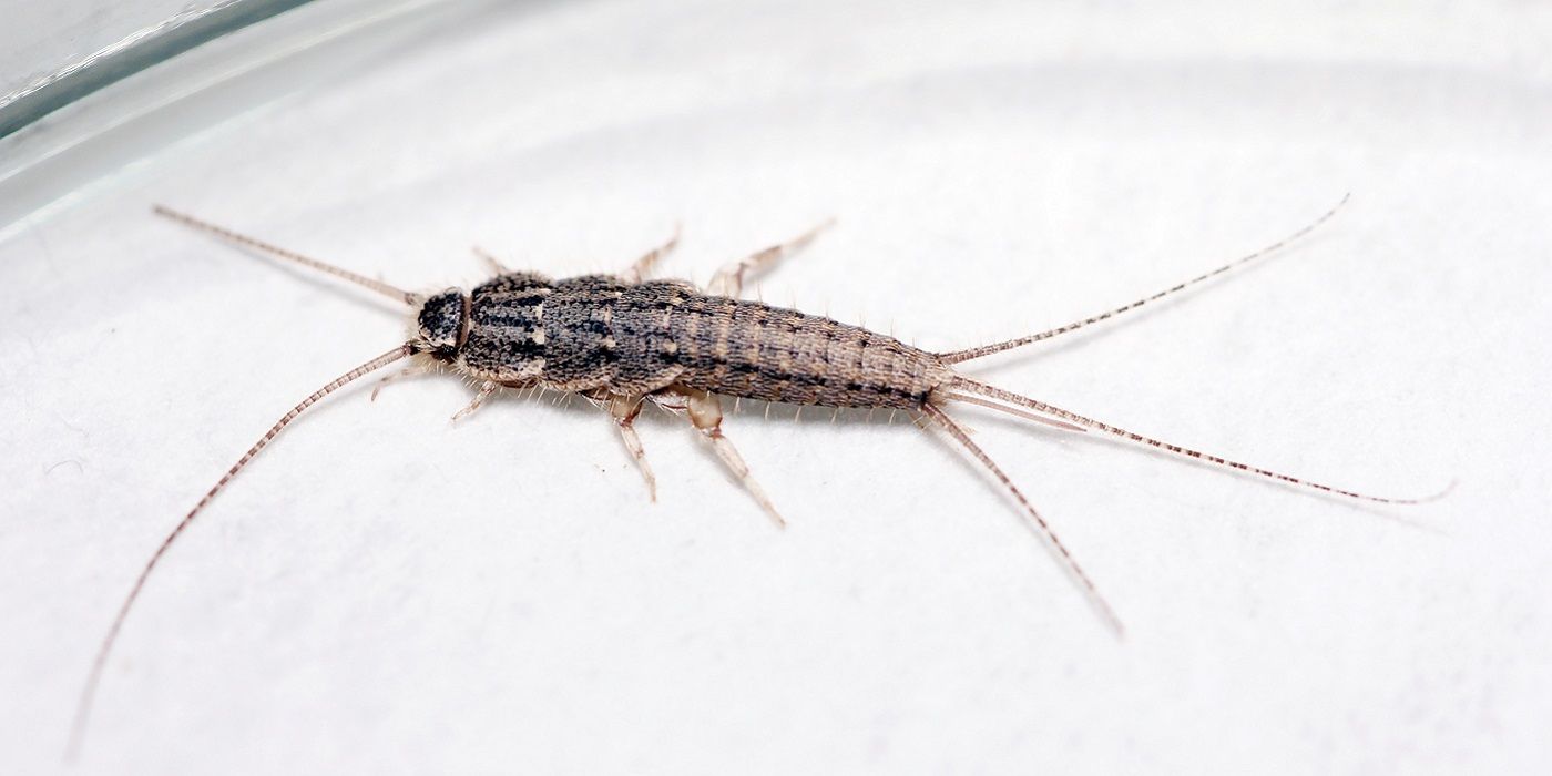 Use Baking Soda For These Pests