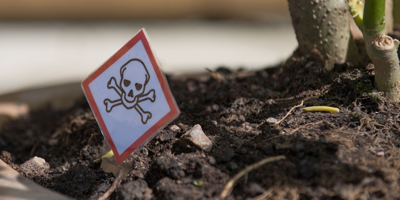 The Deadly Dangers in England's Famous Poison Garden