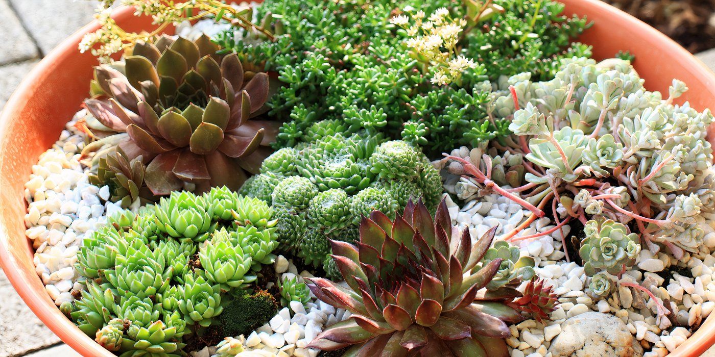 Upcycling Ideas: Turn an Old Birdbath Into a Functional Part of the Garden